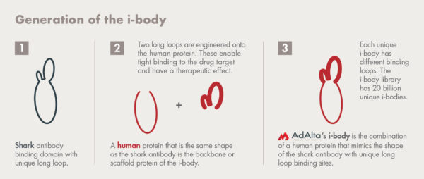 i-bodies - AdAlta - next generation cell and protein therapeutics