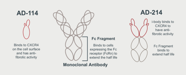 AD-214: A new approach to fibrotic disease - AdAlta - next generation ...